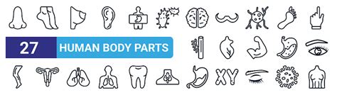 27 개의 얇은 선 인체 부위 아이콘 세트 남성 E 발끝 발 가슴 콧수염 컬 팁 변형 인간의 심장 자궁 및 나팔관 인간의 복부 유방 벡터 아이콘과 같은 아이콘 날씬한에 대한
