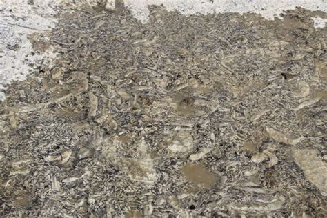 Six Fabulous Fossils Falls Of The Ohio