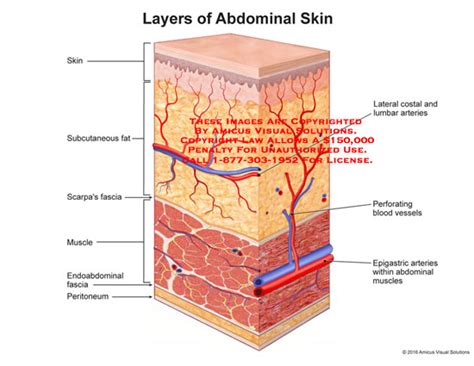 Amicus Illustration Of Amicusanatomylayersabdominalskin