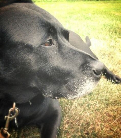My Loyal Friend Labrador Retriever Loyal Friends Animals