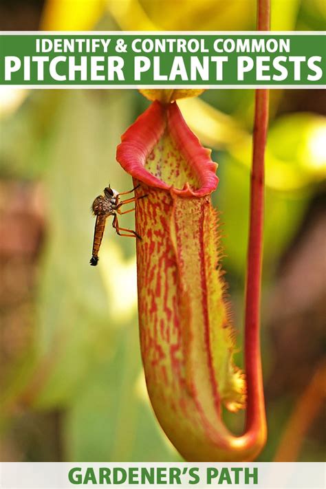 How To Identify And Control Pitcher Plant Pests