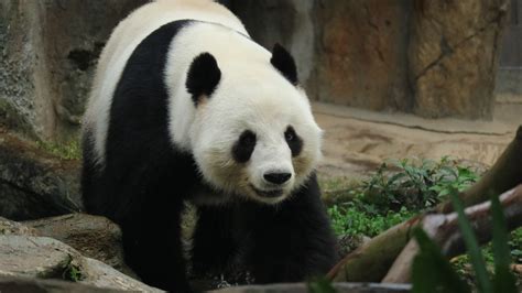 盈盈樂樂閉關「做b」 海洋公園大熊貓之旅展館明起暫停開放