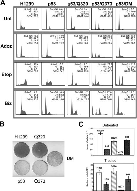 Different Effects Of P53 Acetylation Mutants On Cell Growth A Cell