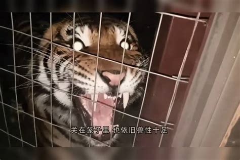 老虎屁股摸不得，狮子尾巴倒是能随便拽，网友：尊严呢