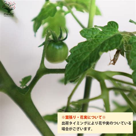 Itanse ミニトマトの苗 チョコアイコ 高糖度・カラフル 野菜苗 自根苗 105cmポット 2個セット 人気 送料無料 ミニトマト 苗