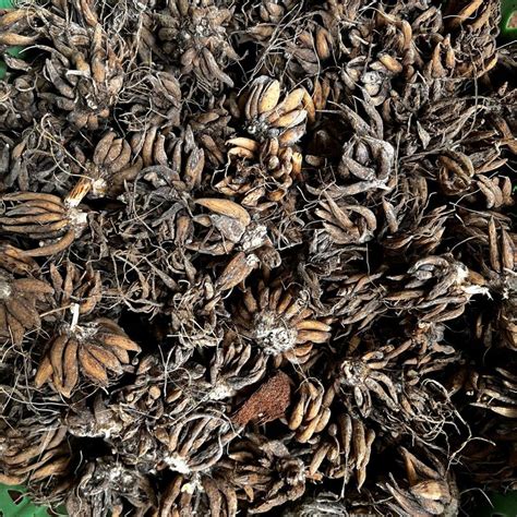 Ranunculus Asiaticus Aviv Rood Bulbs