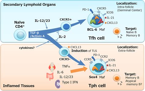 Helper T Cells