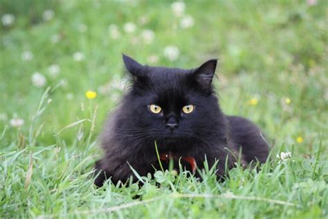 6 «нельзя» по отношению к кошкам