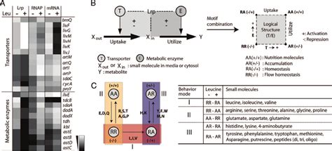 Regulatory Network Motif Reconstruction And The Behavior Of Feedback