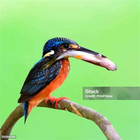 아름 다운 푸른 새 멋진 녹색 배경에 둥지에서 병아리를 먹이는 그의 입에 큰 물고기를 따기 지점에 푸른 색의 킹 피셔를 퍼 칭 귀여운에 대한 스톡 사진 및 기타 이미지