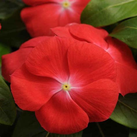 Drought Tolerant Orange Flowering Vinca Periwinkle Garden Flower Seeds