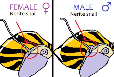 What To Do With Unhatched Nerite Snail Eggs Aquanswers