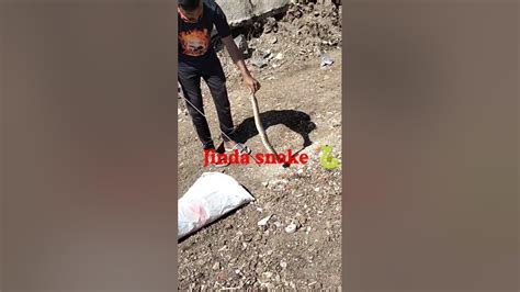 Jinda Snake Pakad Liya Bhai Ne Youtube