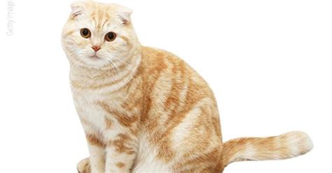 애니팩트 스코틀랜드 스코티시폴드 고양이 번식 금지 검토