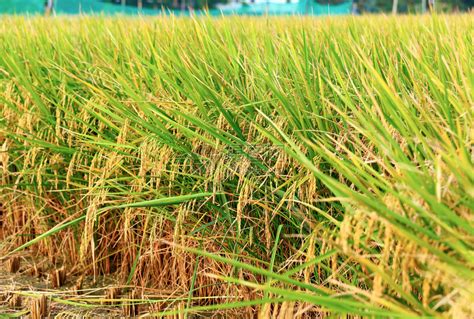 水稻高清图片下载 正版图片504705950 摄图网