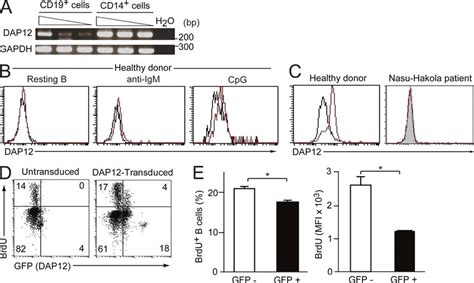 Dap12 Inhibits Human B Cell Proliferation A Pbmcs Derived From A
