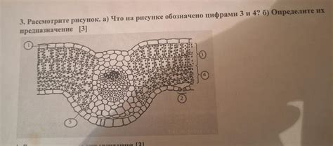 3 Рассмотрите рисунок а Что на рисунке обозначено цифрами 3 и 4 б Определите их