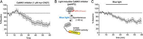 Inhibition Of Camkii Depresses Synaptic Transmission Slice Cultures