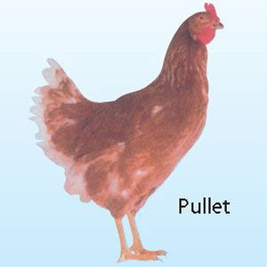 Red Sex Link Baby Chicks For Sale