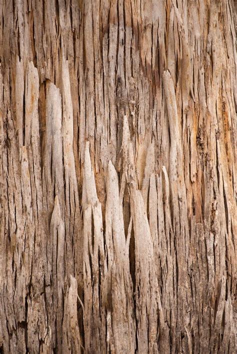 Abstract Bark Pattern Karri Tree Australia Stock Image Image Of Scarred Natural 63975539