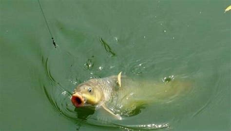 秘制雞肝餌夜釣野生鲶魚60斤 每日頭條