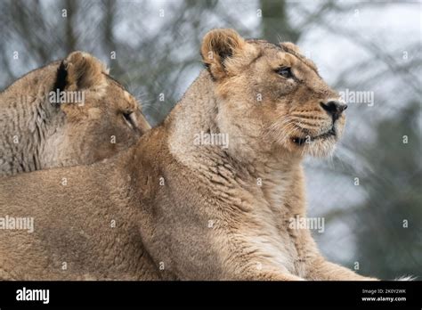 Lionesses Looking Out Blurred Background Stock Photo Alamy