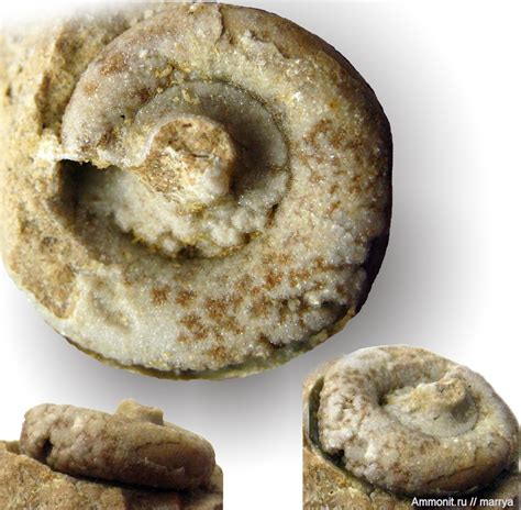 Euomphalus sp Верея Наро Фоминский район