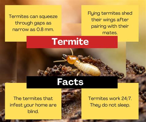 Ocg Pest Control Liverpool On Linkedin Ocgpestcontrol Termitecontrol