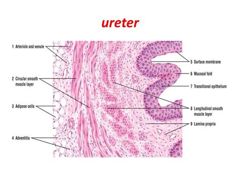 Histology Of Testes And Epididymis
