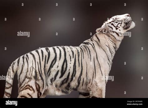 White Tiger With Black Stripes Standing And Roaring In Powerful Pose