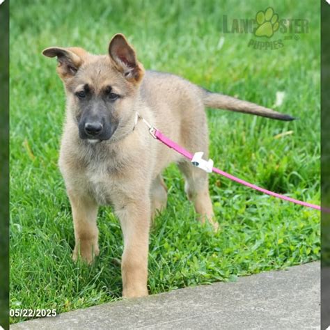 David Shetler 2936 Lancaster Puppies