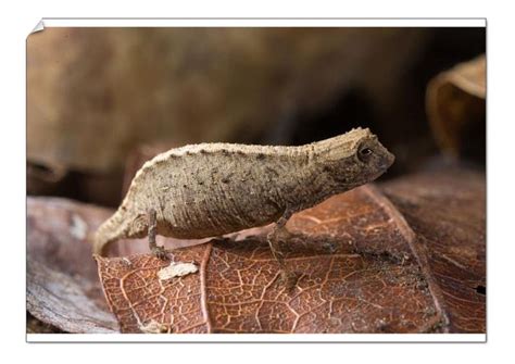 Prints Of Nosy Be Pygmy Leaf Chameleon Brookesia Minima Female