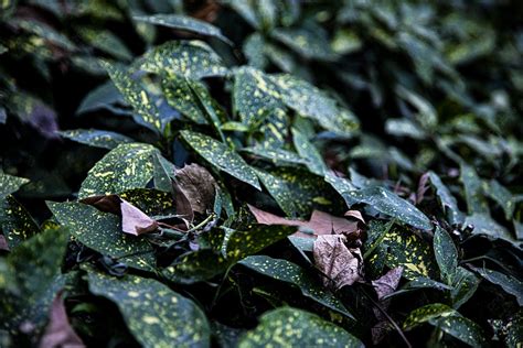 풍경 촬영 녹색 잔디 배경 신선한 식물 환경 보호 배경 일러스트 및 사진 무료 다운로드 Pngtree