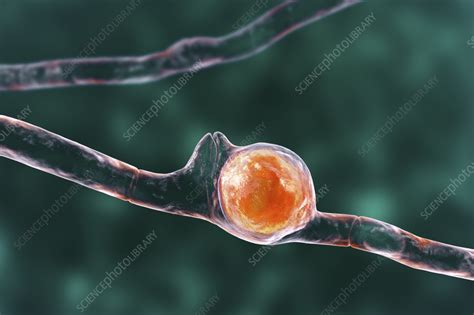 Basidiobolus Ranarum Fungus Illustration Stock Image F037 6673