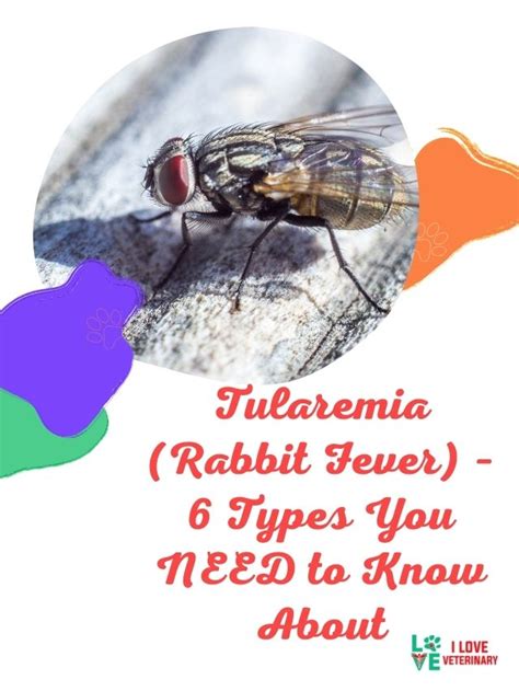 Tularemia Rabbit Fever 6 Types You Need To Know About I Love
