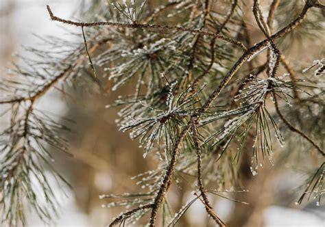 Tou Dataprotection Conifer Vision