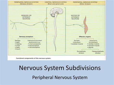 Ppt Nervous System Subdivisions Powerpoint Presentation Free