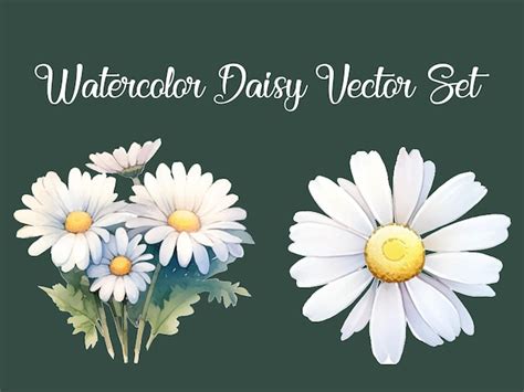 Vector Acuarela Margarita Flor Clipart Vector Premium