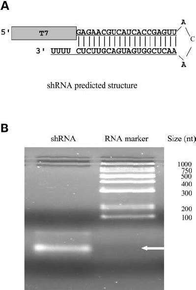 In Vitro Transcription Of Shrna A Schematic Representation Of