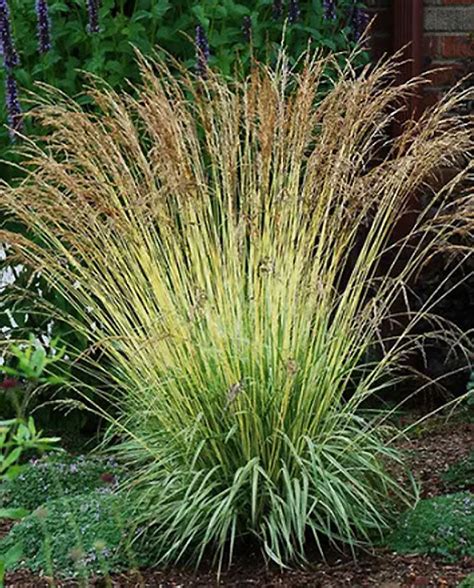 Molinia Caerulea Variegata Variegated Purple Moor Grass Singing