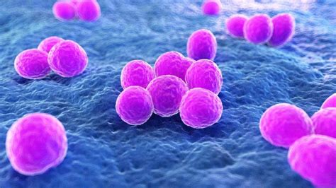 Methicillin Resistant Staphylococcus Aureus MRSA Drugs