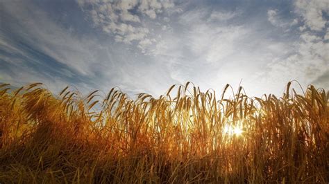 Wheat Wallpapers Wallpaper Cave