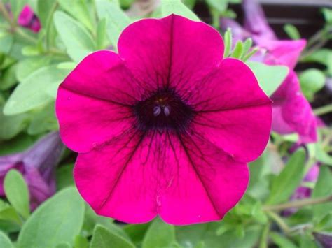 Petunia Petunia Piante Annuali Scopri Come Coltivare La Petunia