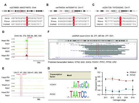 Recognization Of Cis Regulatory Snp Rs Related To Complex Vsd