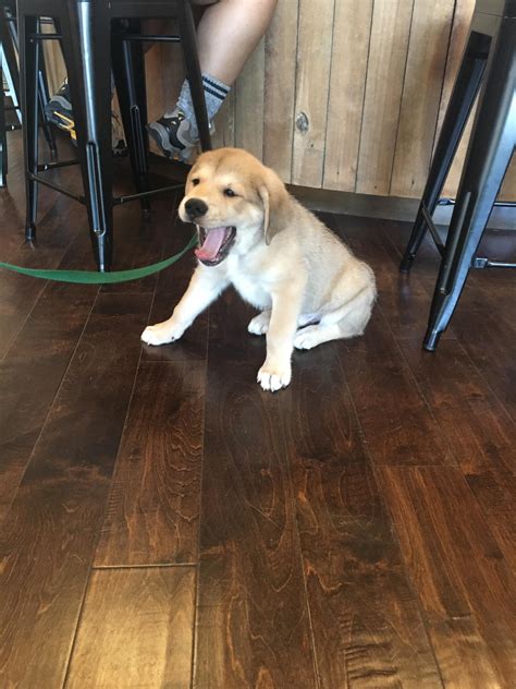 Tod Doing A Heckin Yawn R Rarepuppers