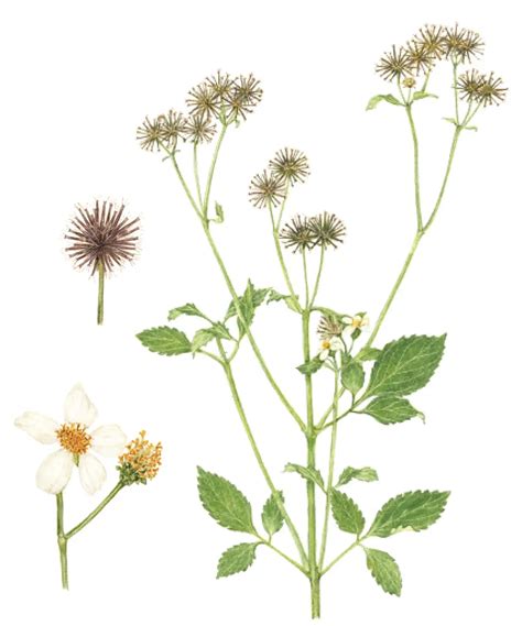 Cadillo Fundación Secretos Para Contar