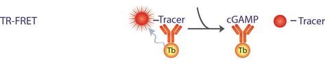Cgas Assay Biochemical Hts Cyclic Gmp Amp Synthase Activity Assay
