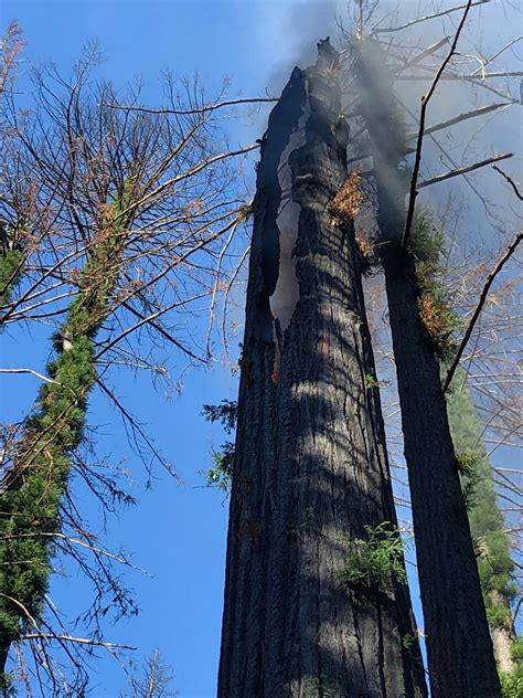 This Tree Was Still Burning From The Lightning Strike That Caused The