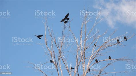 까마귀가 날아와 잎이 없는 나무 위에 앉습니다 푸른 하늘과 흰색 구름 배경에 자연에서 까마귀의 무리 새들이 나무 위에 서 있다