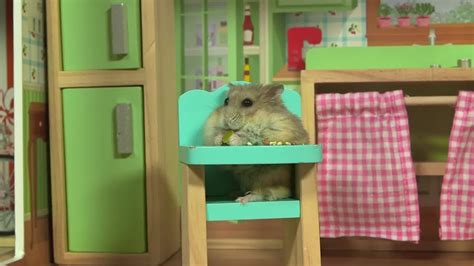 Tiny Dwarf Hamster In A Tiny Mansion Tiny Dwarf Hamster In A Tiny